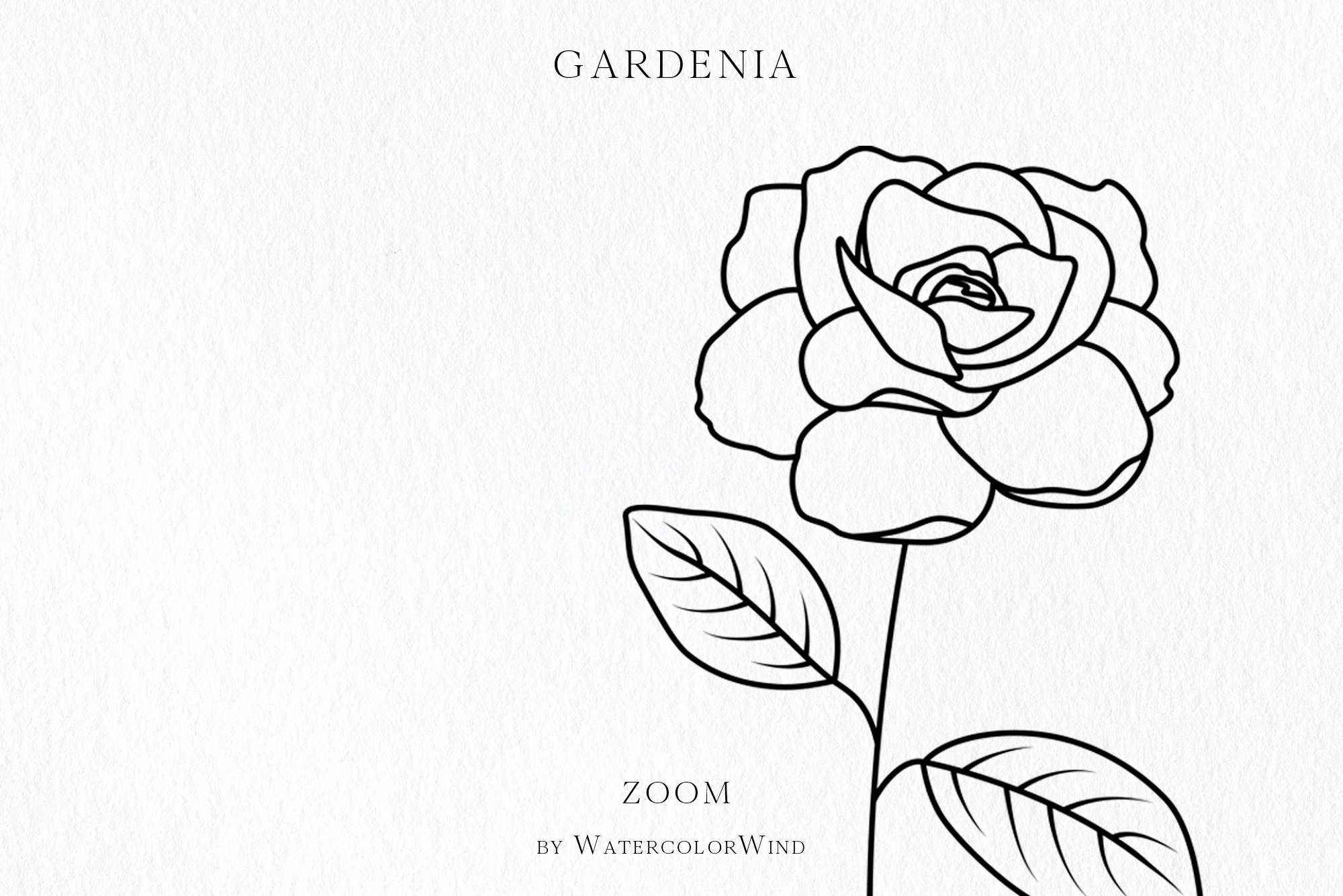 Gardenia Drawing Simple