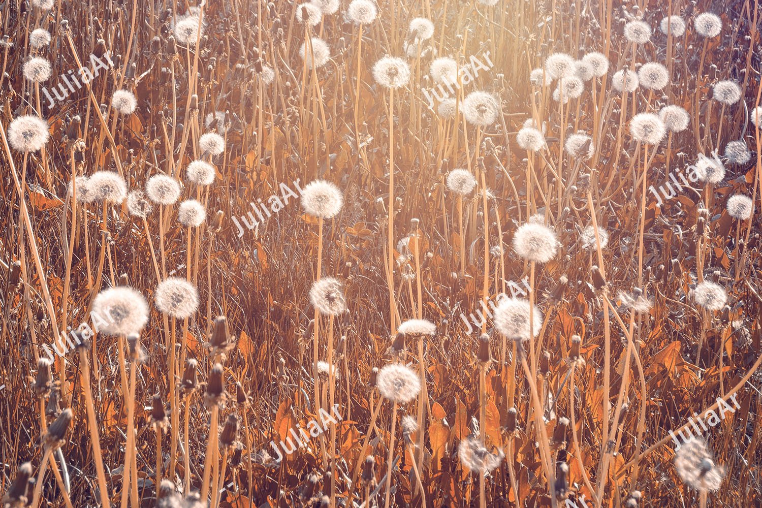 Dandelion Field Sunset