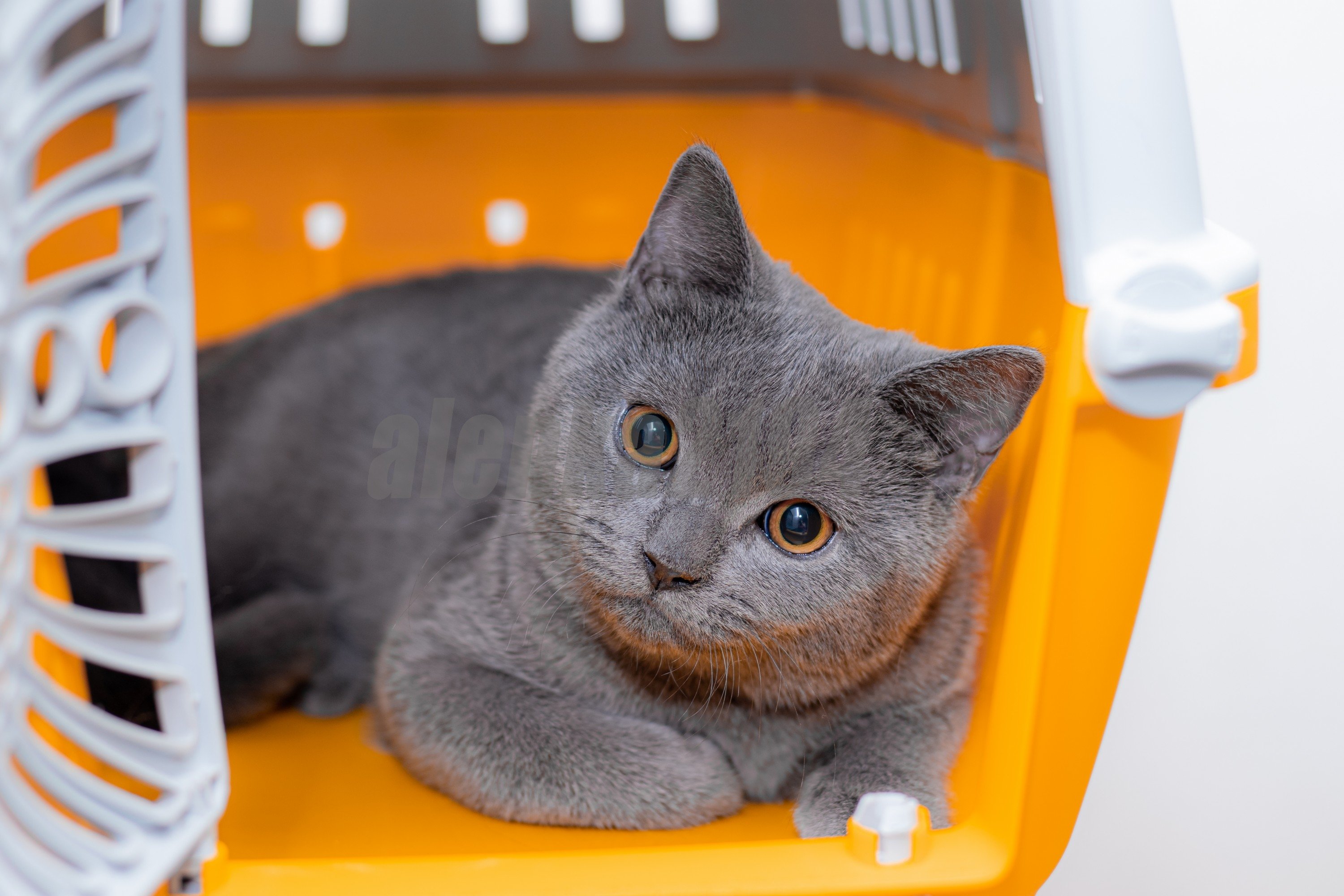 Cat in the carry. Cat transportation (629267) | Animals | Design Bundles