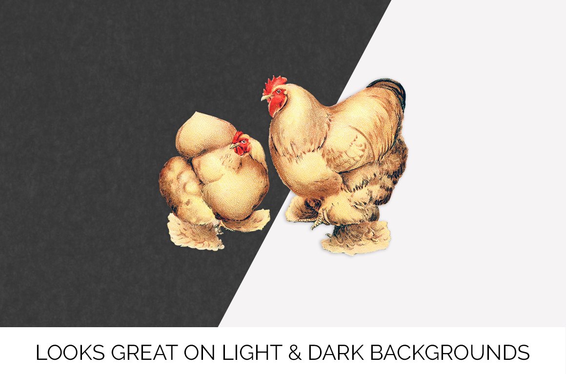 Chicken Clipart Buff (915621) | Illustrations | Design Bundles