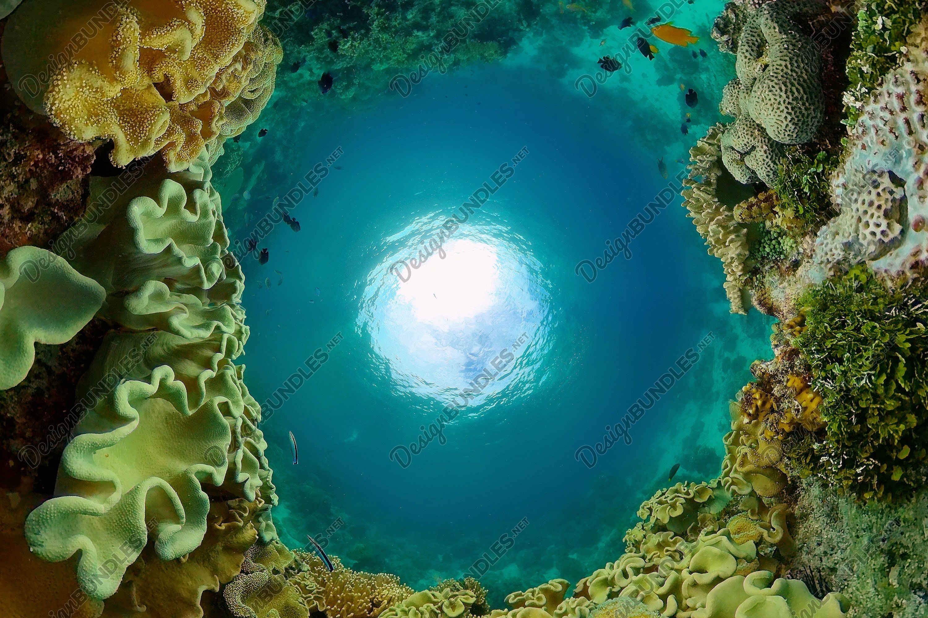 Underwater Fish Scene
