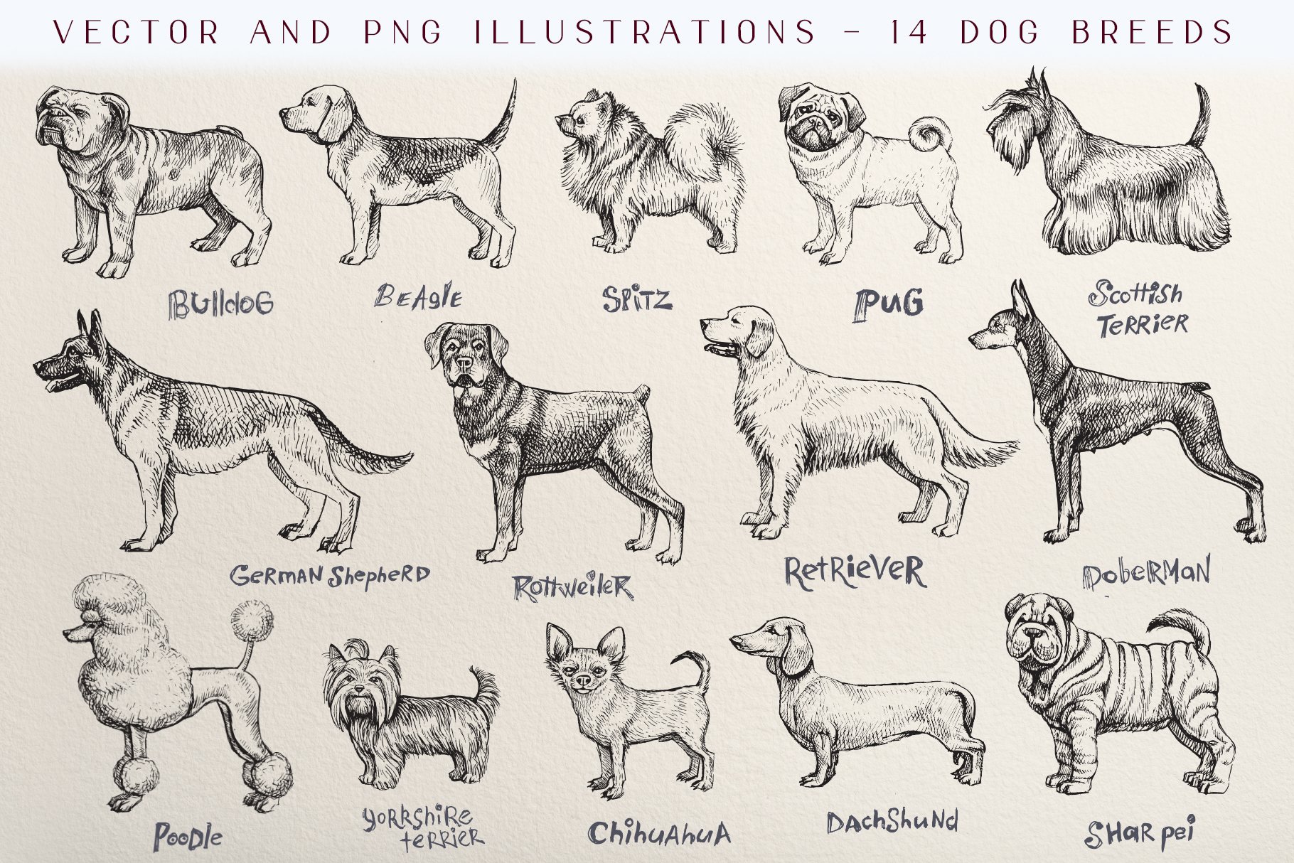 Dog breeds vintage vector sketch (987535) | Illustrations | Design Bundles