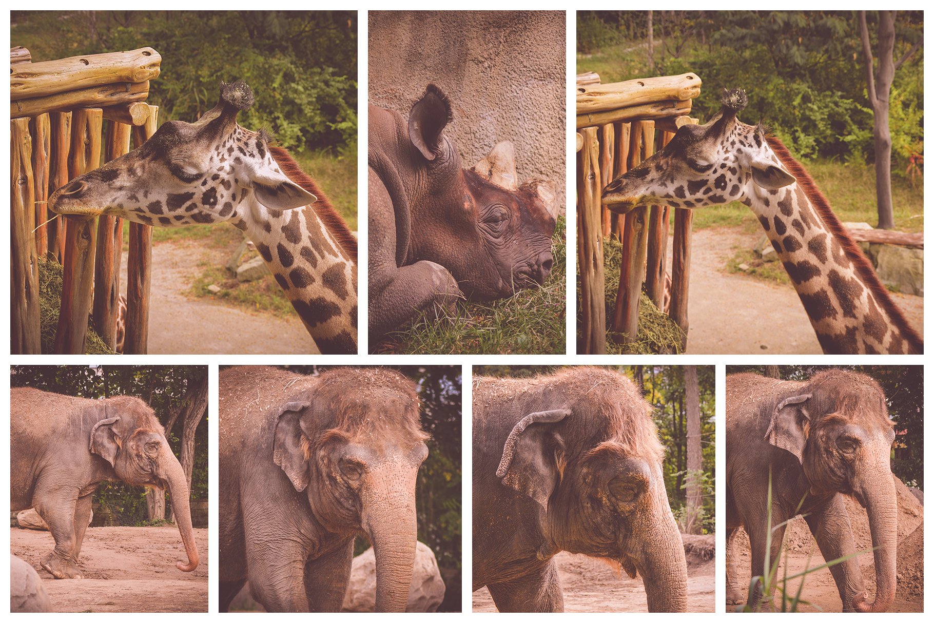 Menagerie Stock Photo Bundle (431453) | Animals | Design Bundles