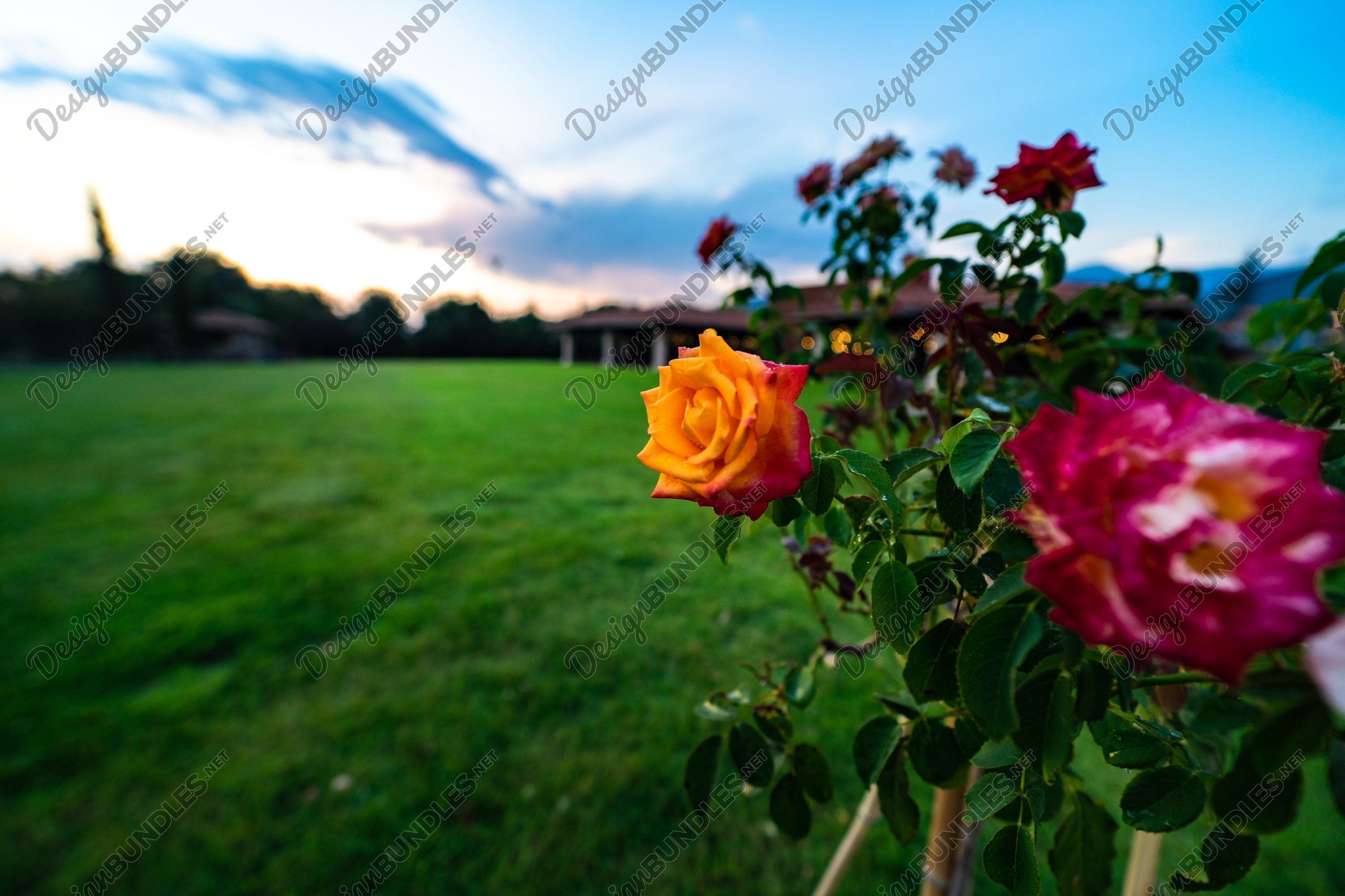 Blooming red rose in a garden (897350) | Nature | Design Bundles