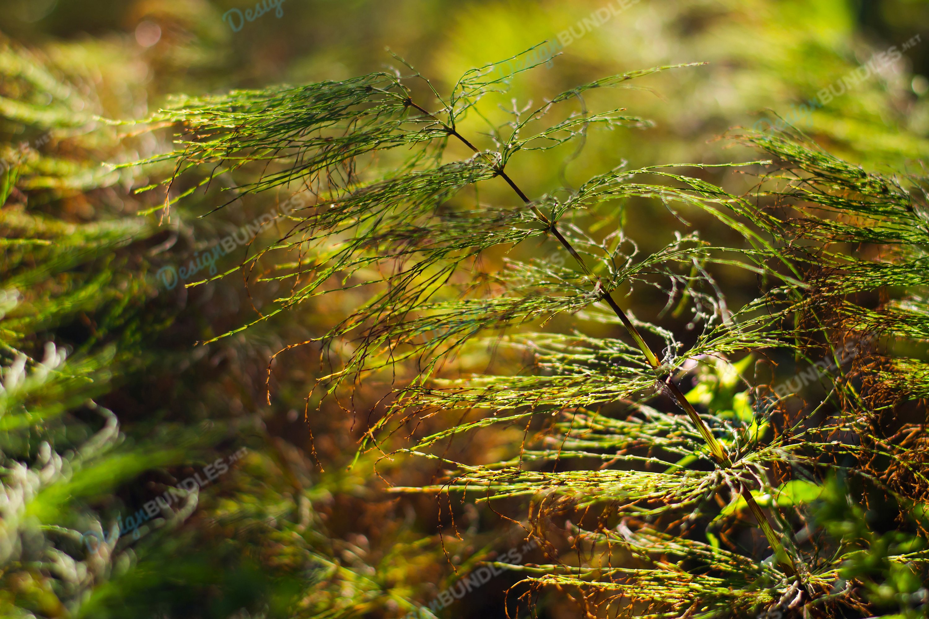 Close-Up Of Fresh Plant