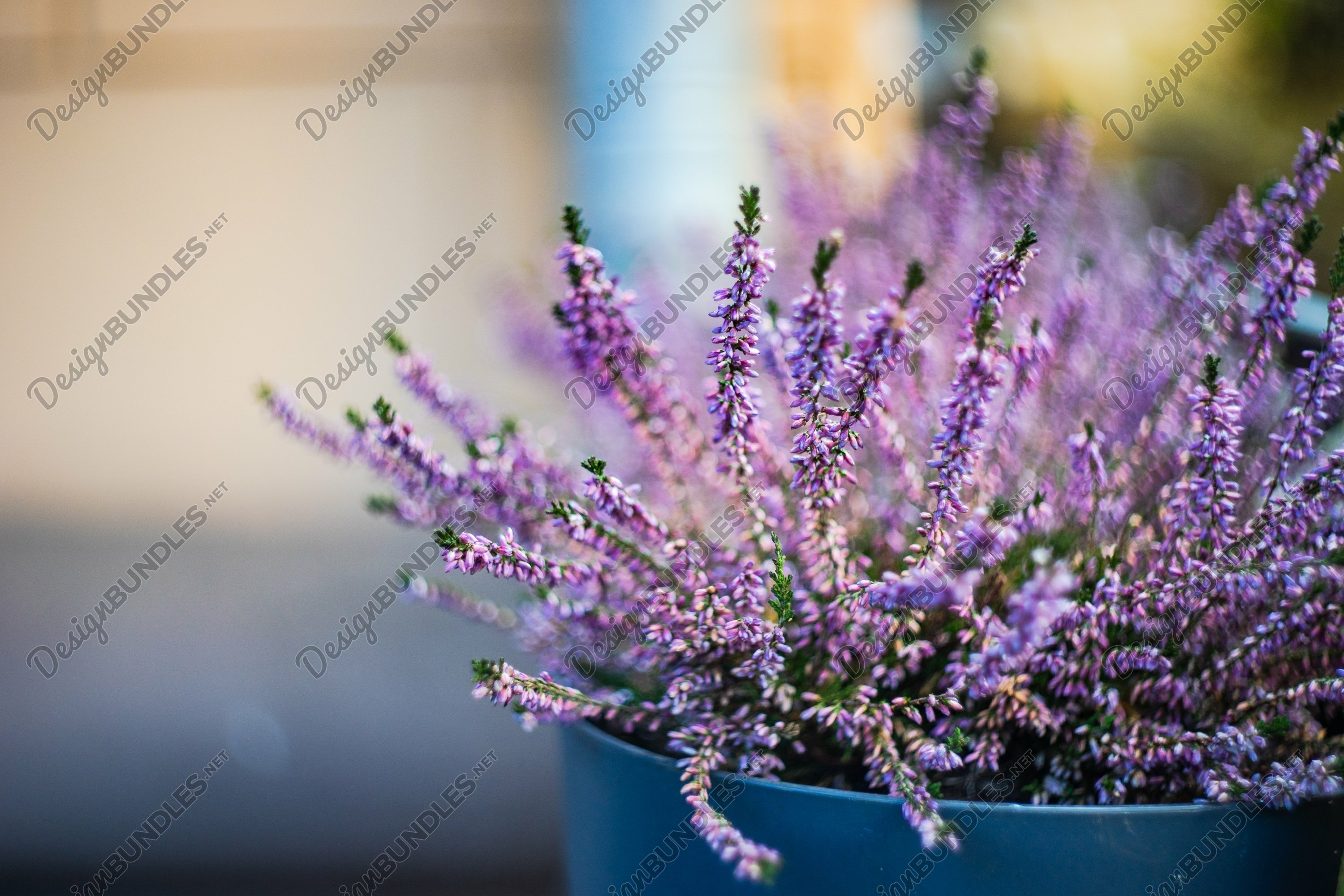 Scottish Heather Plant