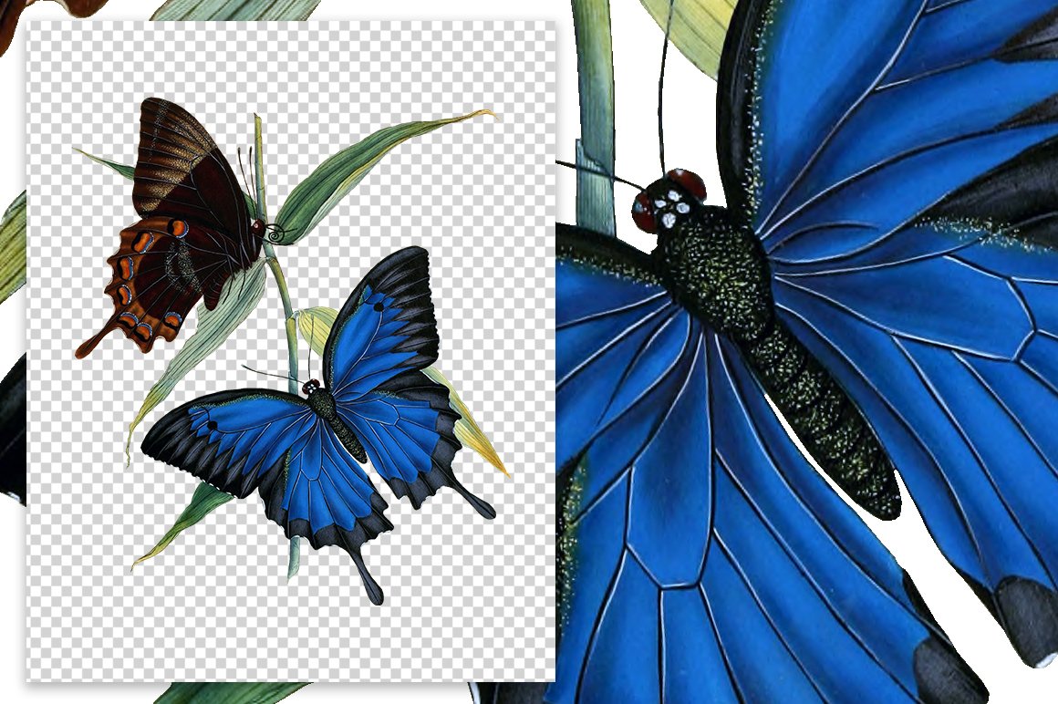 Butterflies - Vintage Papilio Ulysses (121016) | Illustrations | Design ...