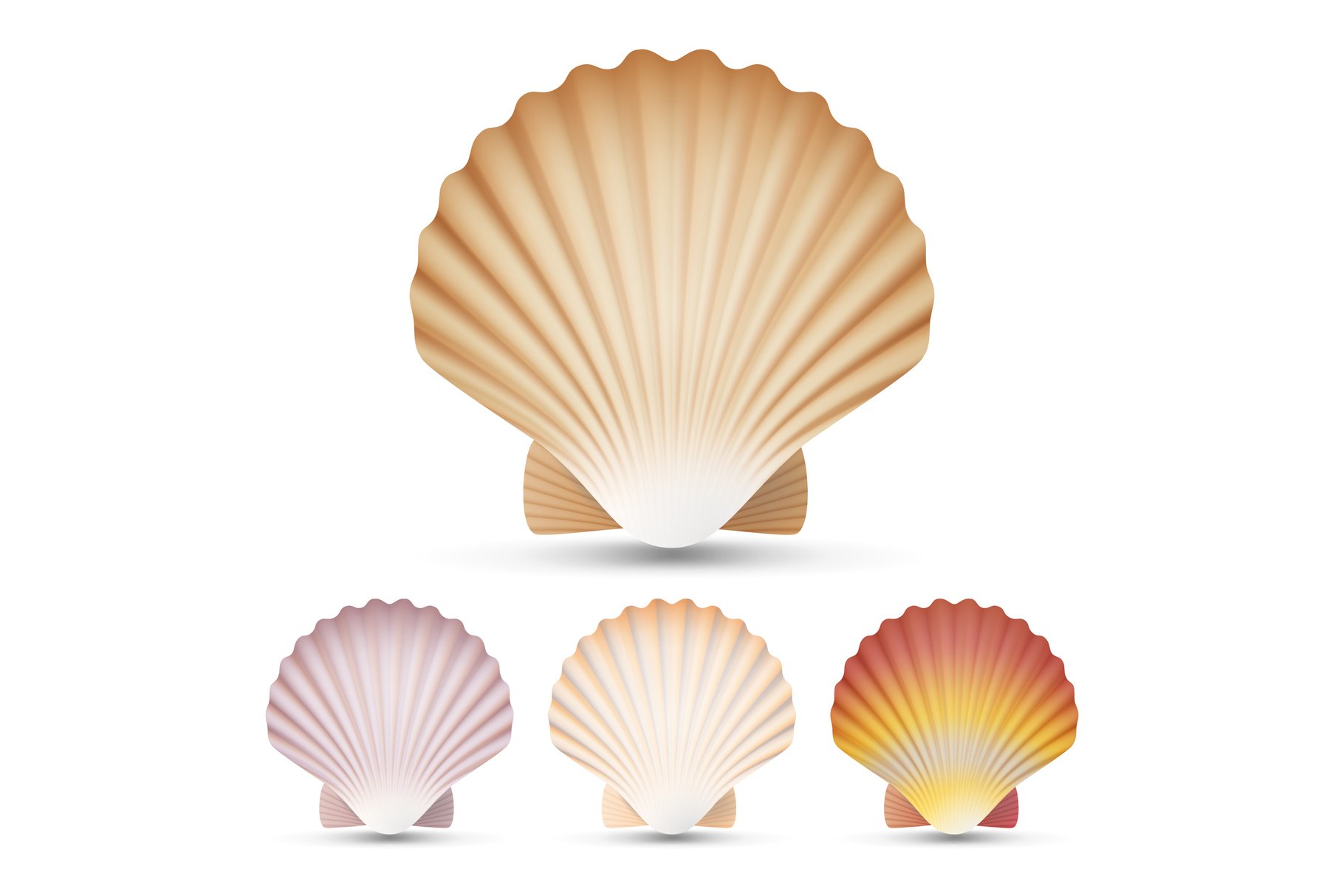 Scallop Seashell Set Vector. Exotic Souvenir Scallops Shell (693415 ...