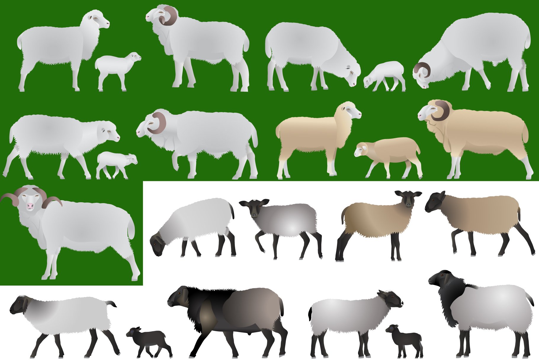 Sheep (112161) | Illustrations | Design Bundles