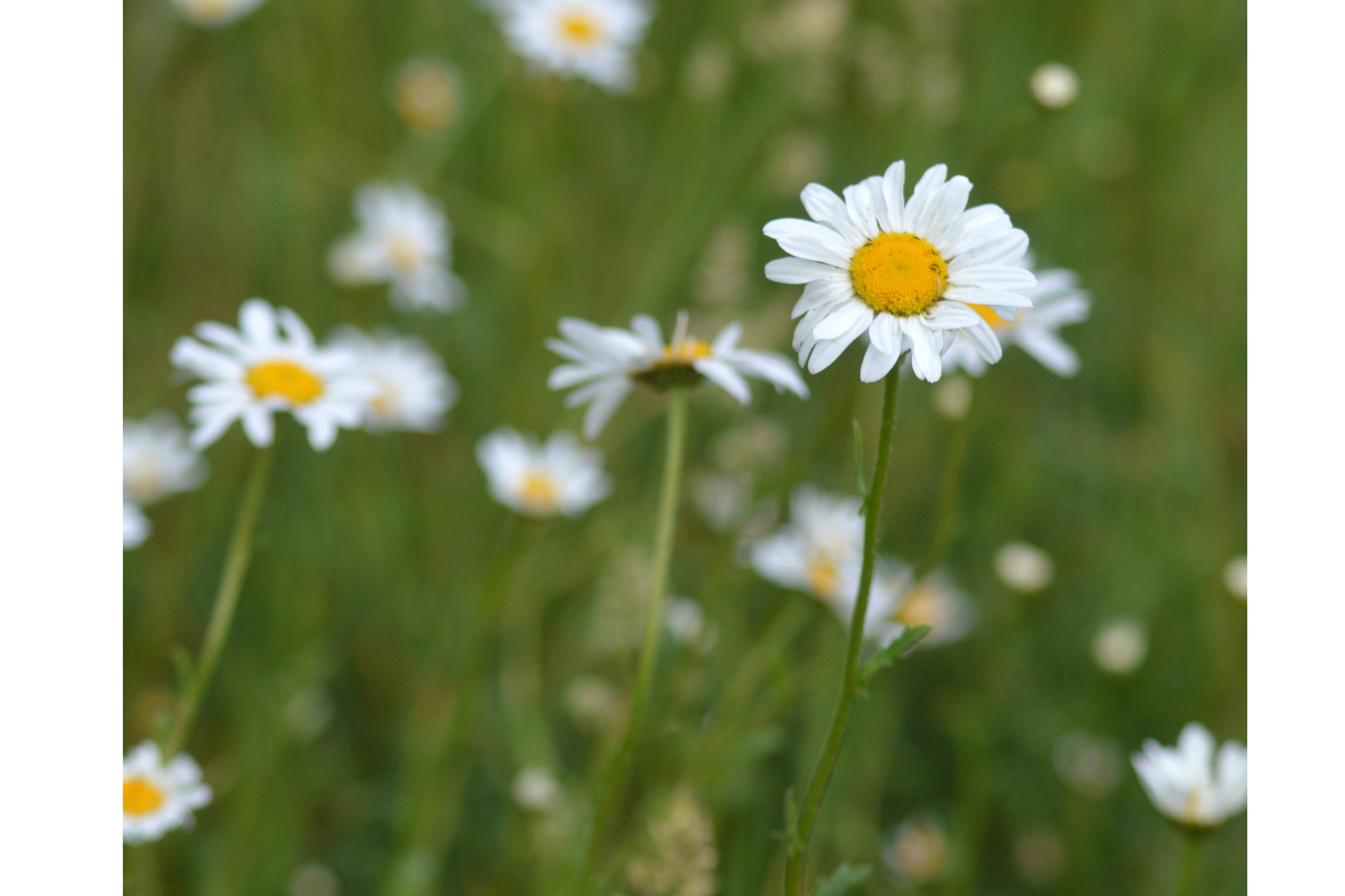 Daisy photograph (652591) | Nature | Design Bundles
