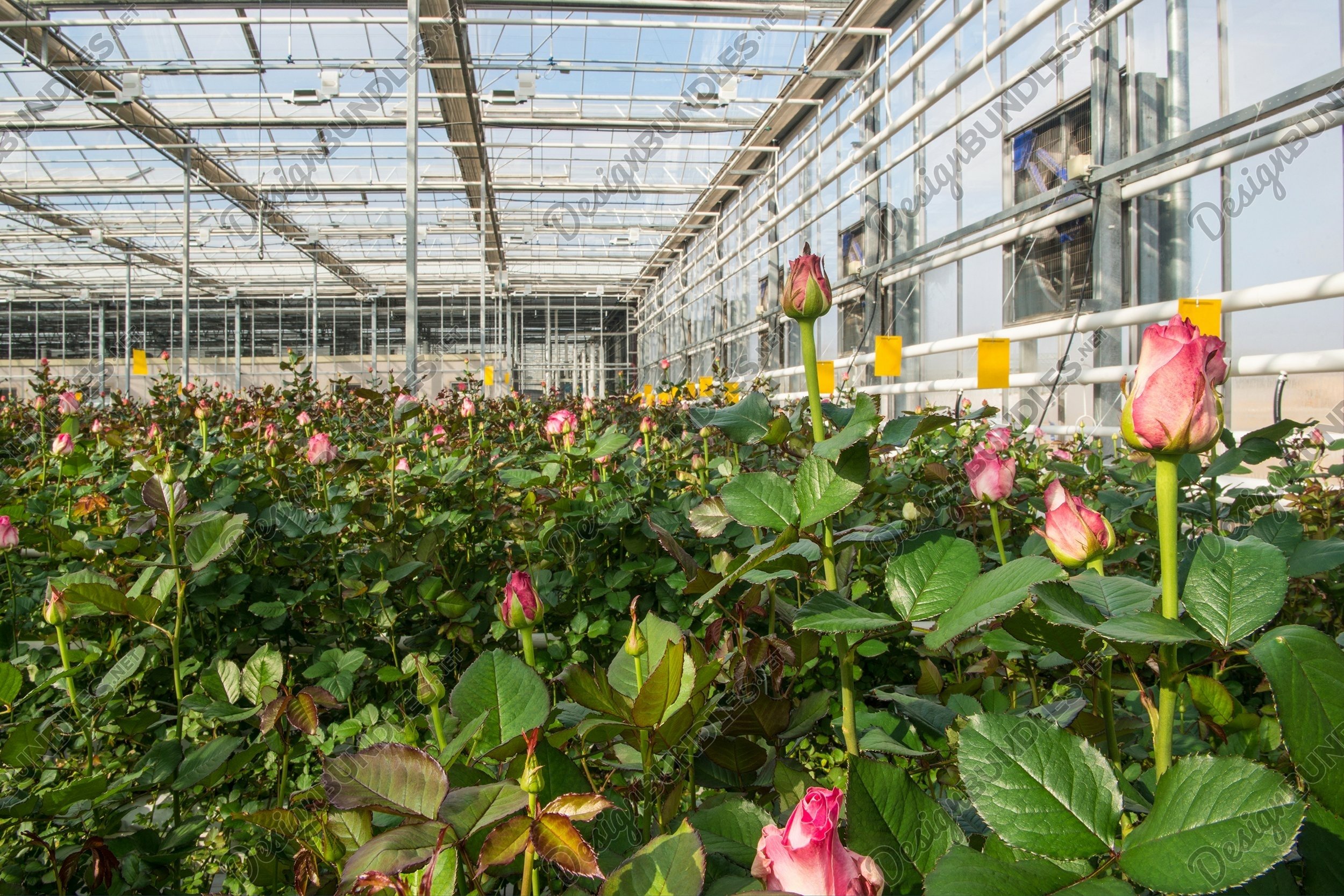 Modern greenhouse with rose flowers (1178208) | Nature | Design Bundles