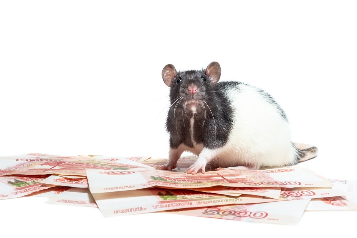 Rat with money (674439) | Animals | Design Bundles