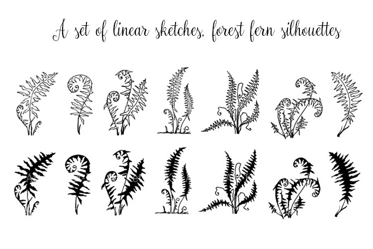 Fiddlehead Fern Line Drawing