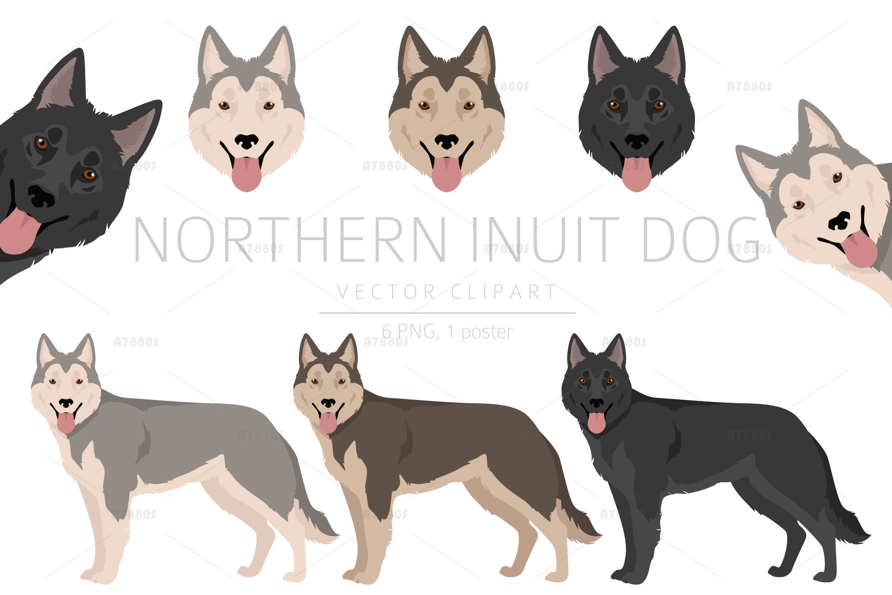 Northern Inuit Dog Size