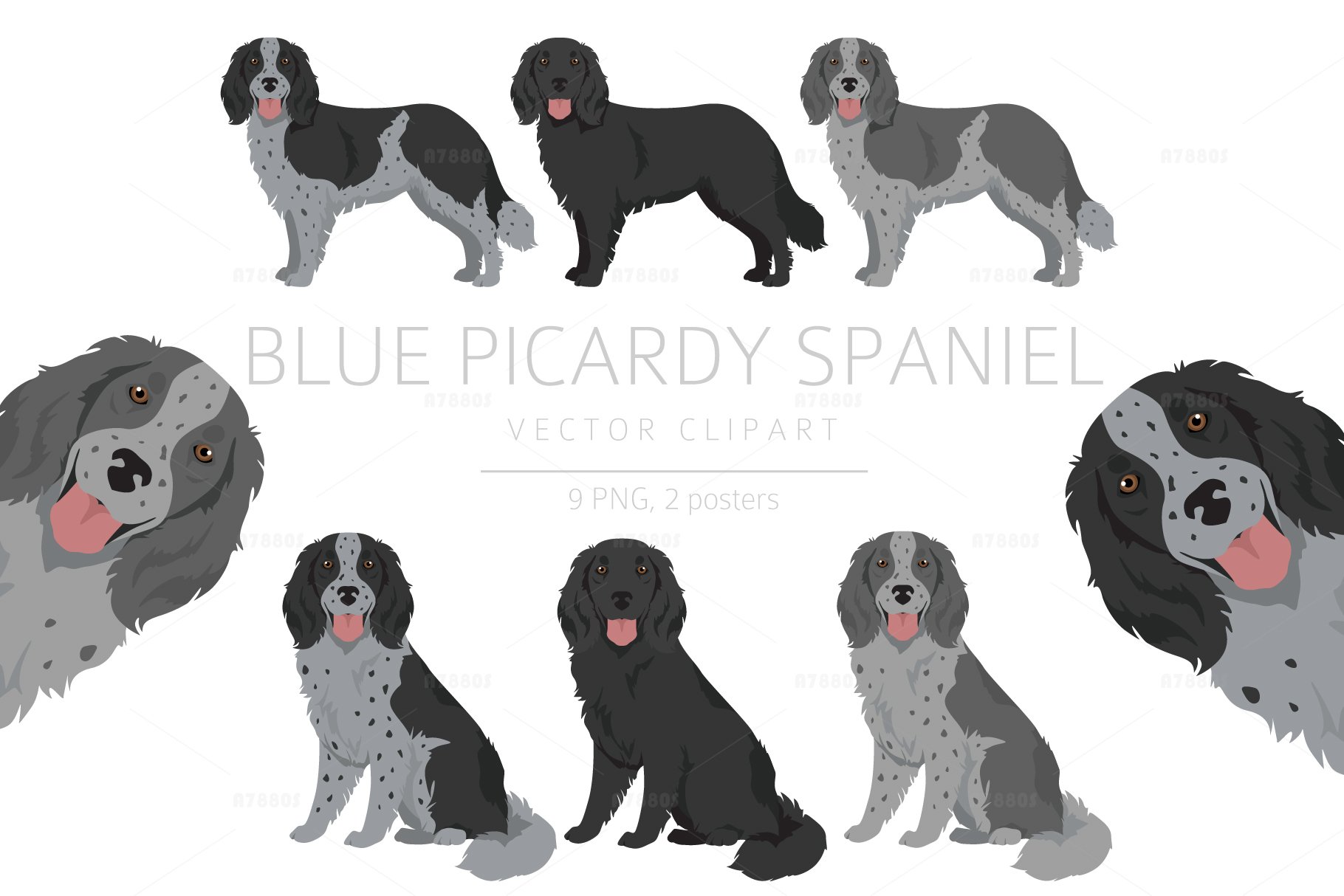 What Is The Difference Between A Picardy And A Blue Spaniel