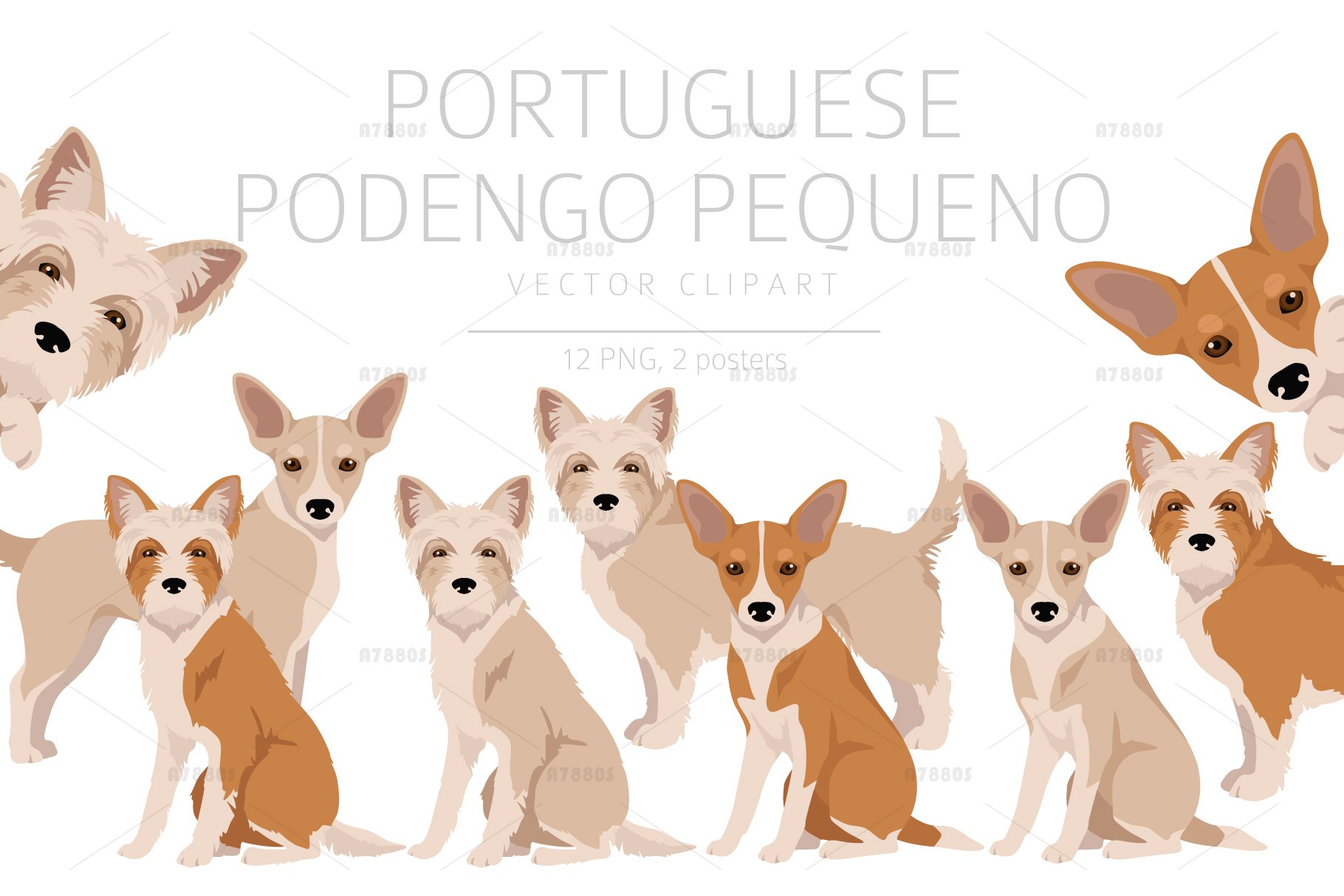Portuguese Podengo Pequeno