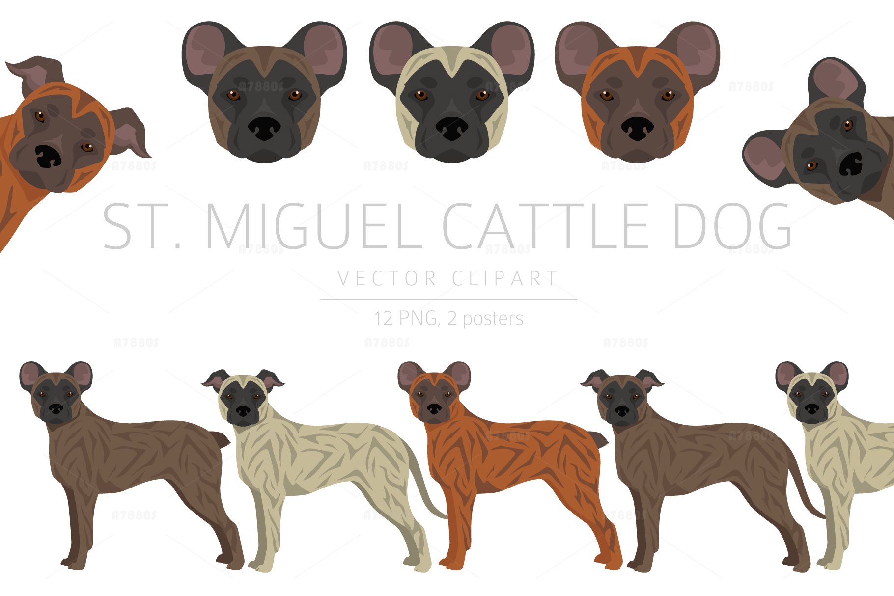 Saint Miguel Cattle dog clipart
