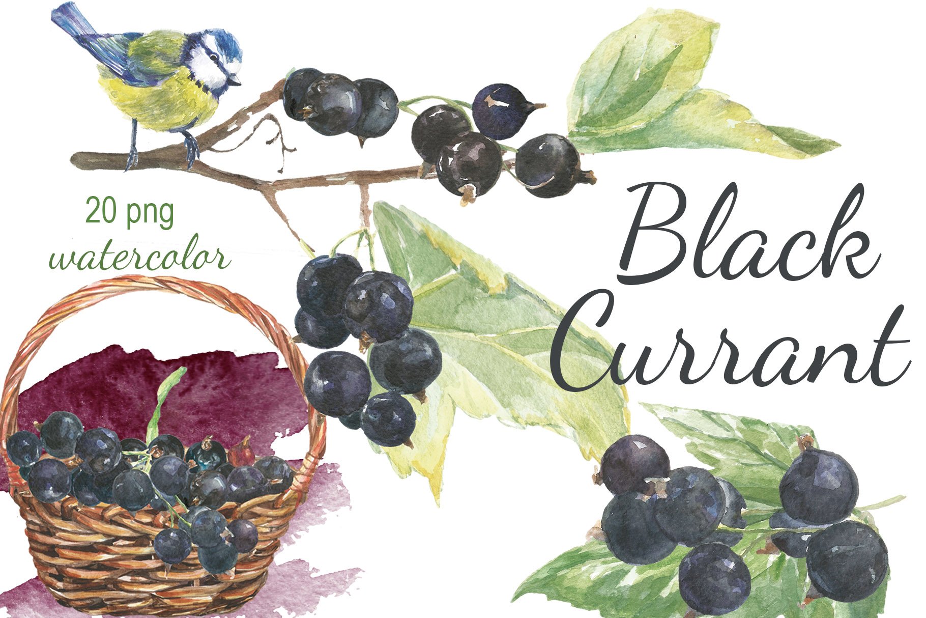 Watercolor Black Currant Clip art (1463085) | Illustrations | Design ...