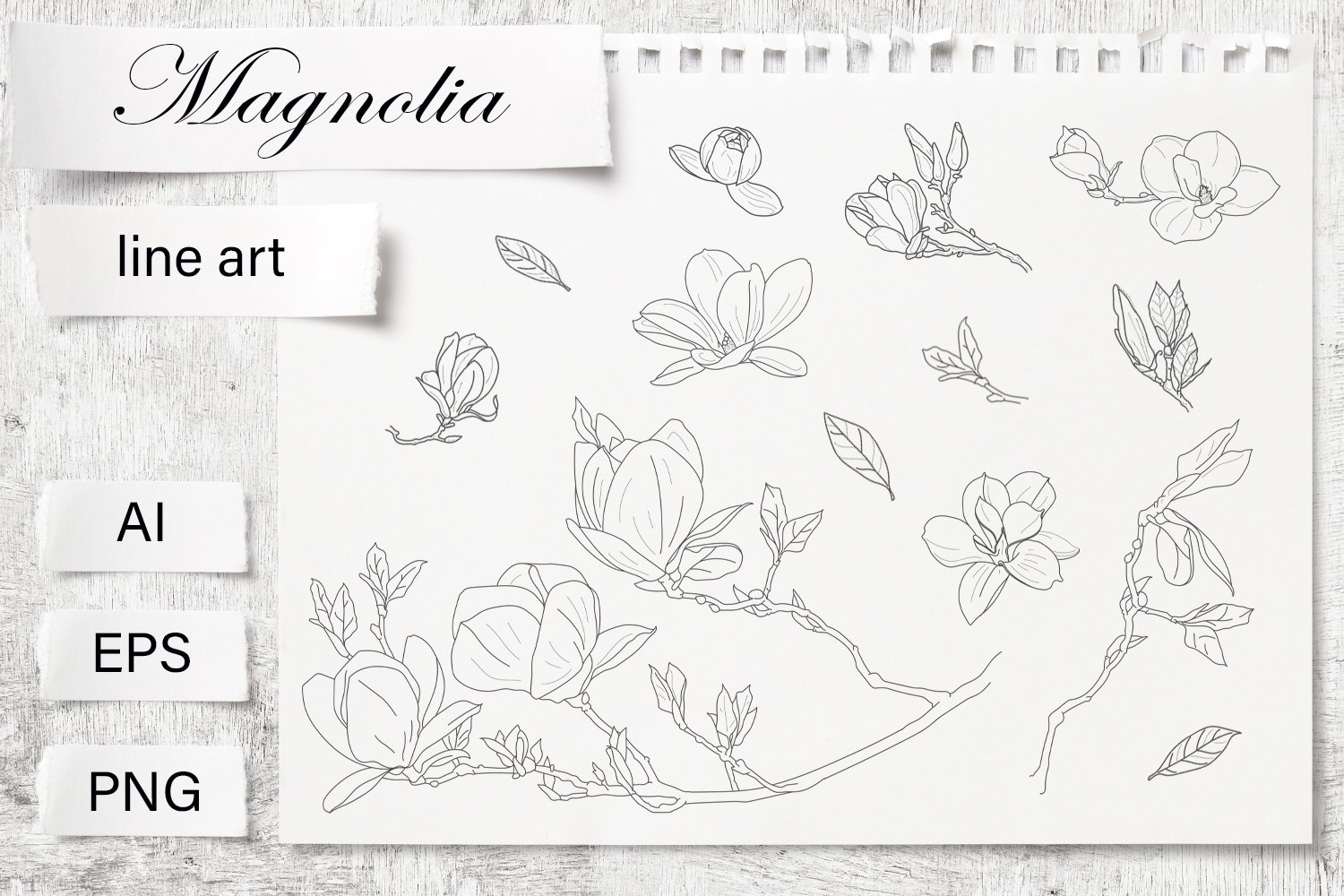 Vector Magnolia Flower, Branches, leaves, buds, inflorescenc