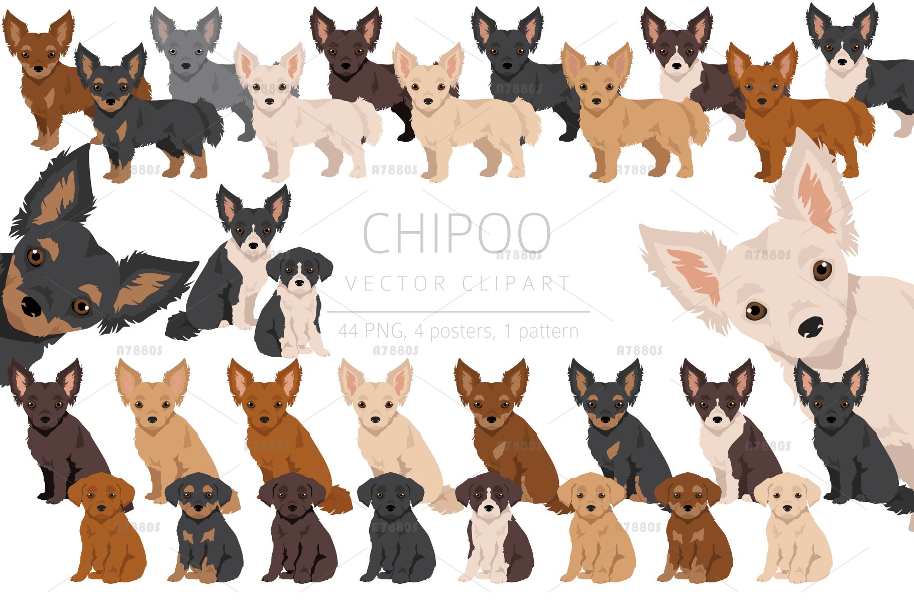 Chihuahua Poodle Mix