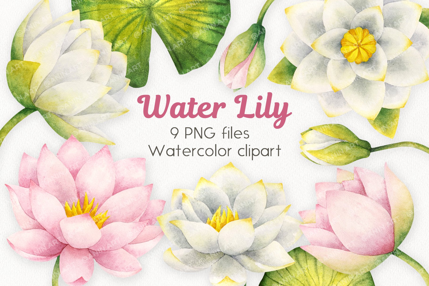 Lily Pad Flower Clipart