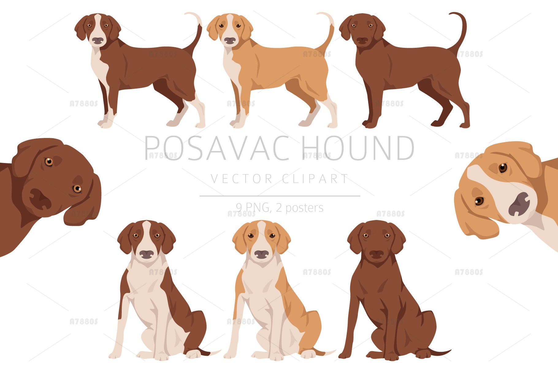 Is A Posavac Hound A Good Family Dog