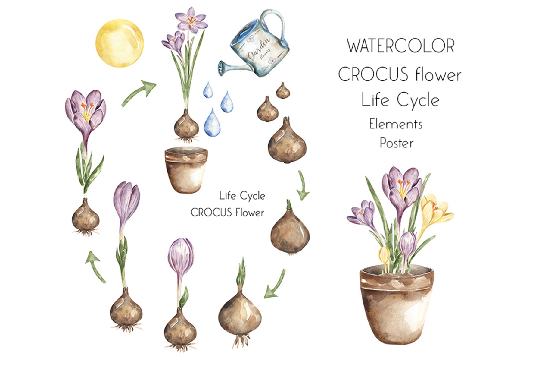 Watercolor Crocus Flower Life Cycle Set (1812601) | Clipart | Design ...