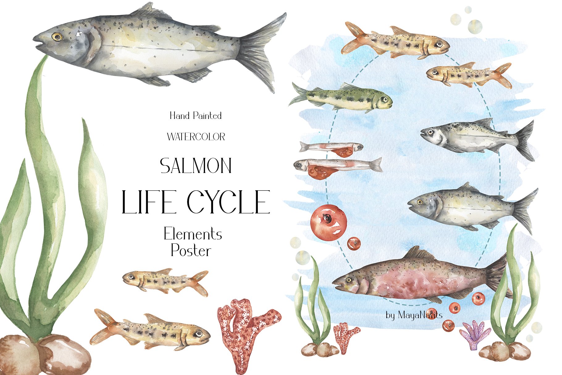 Salmon Life Cycle Salmon Life Cycle | FWS.gov
