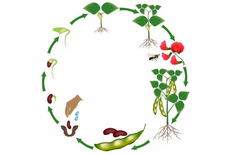 Bean Plant Clipart