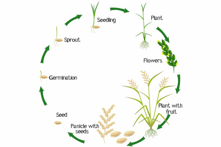 Rice Plant Diagram
