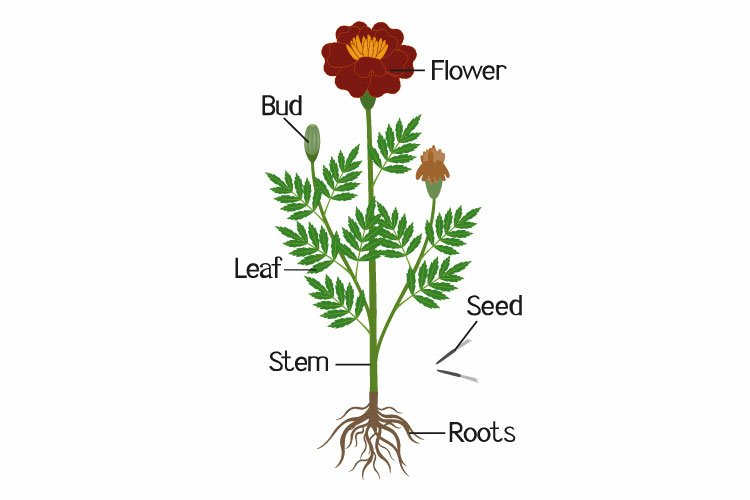 Marigold Plant With Roots