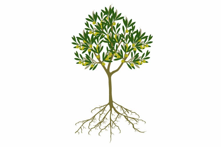 Olive Tree Drawing Roots