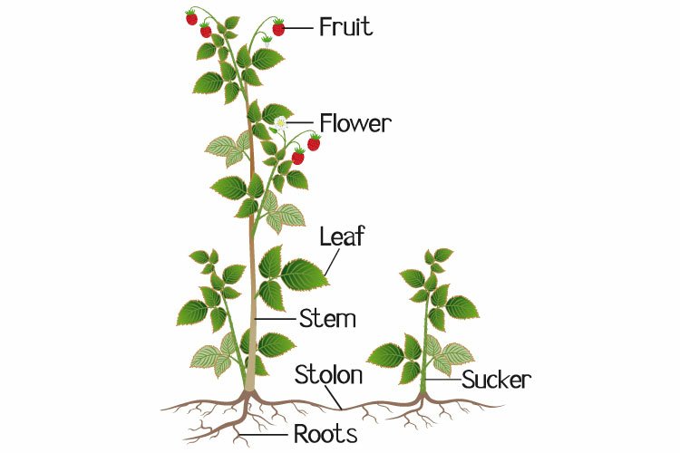Raspberry Plant Diagram Raspberry Pruning MNLA Plant Something