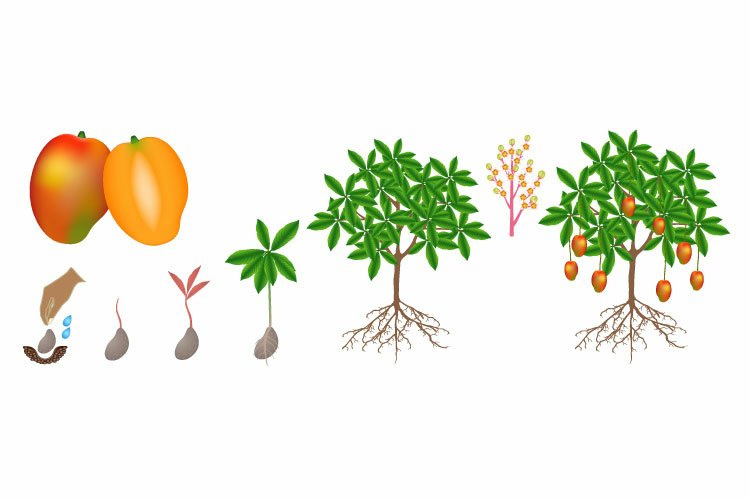Life Cycle Of A Mango Online | emergencydentistry.com