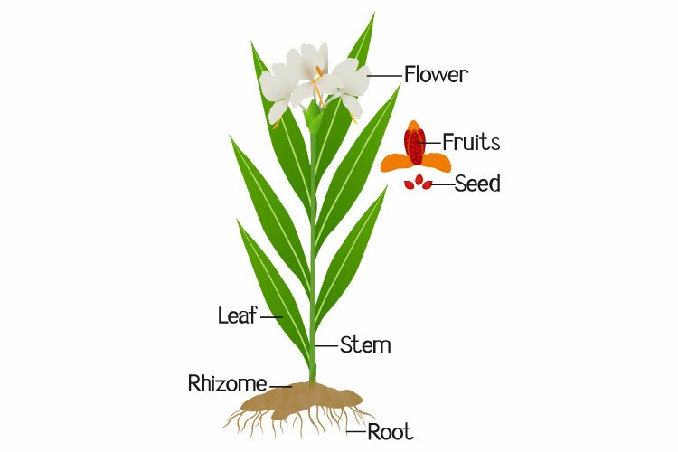 Ginger Rhizome Diagram