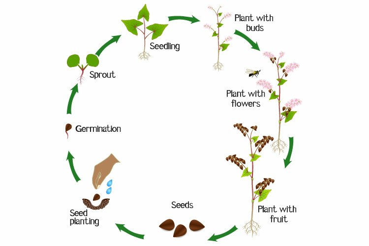 Cotton Plant Life Cycle