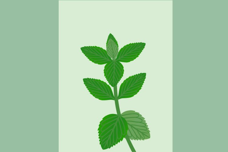 Peppermint Plant Clipart