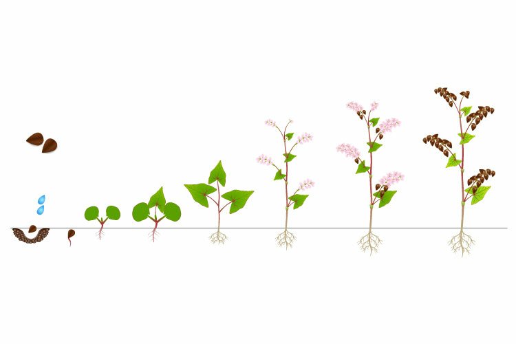 Buckwheat Plant