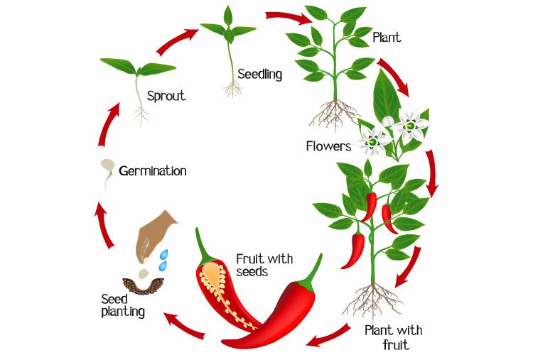 Plant Life Cycle Of A Pepper