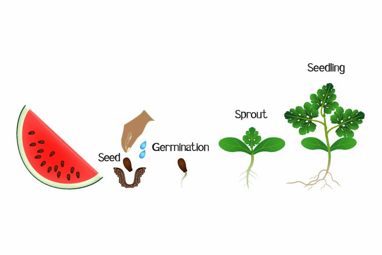 Sequence of a watermelon plant growing isolated on white. (1450722 ...