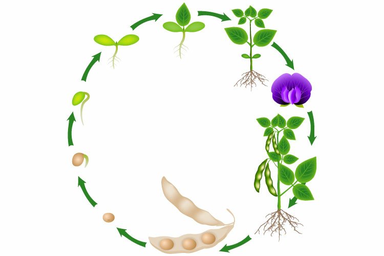 Life Cycle Of Soybean Plant - Infoupdate.org