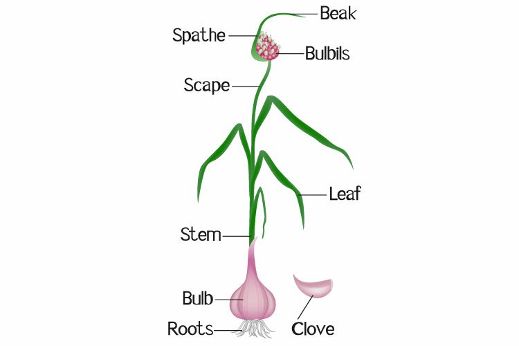 Parts Of Garlic