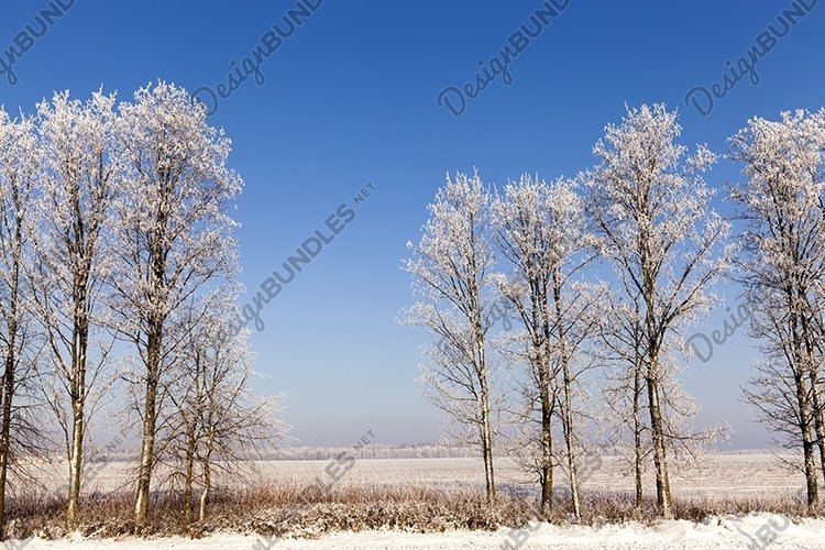 Deciduous Trees In Winter