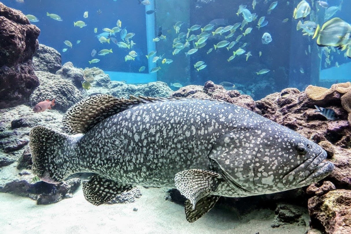 Fish photos Big fish (582711) | Animals | Design Bundles