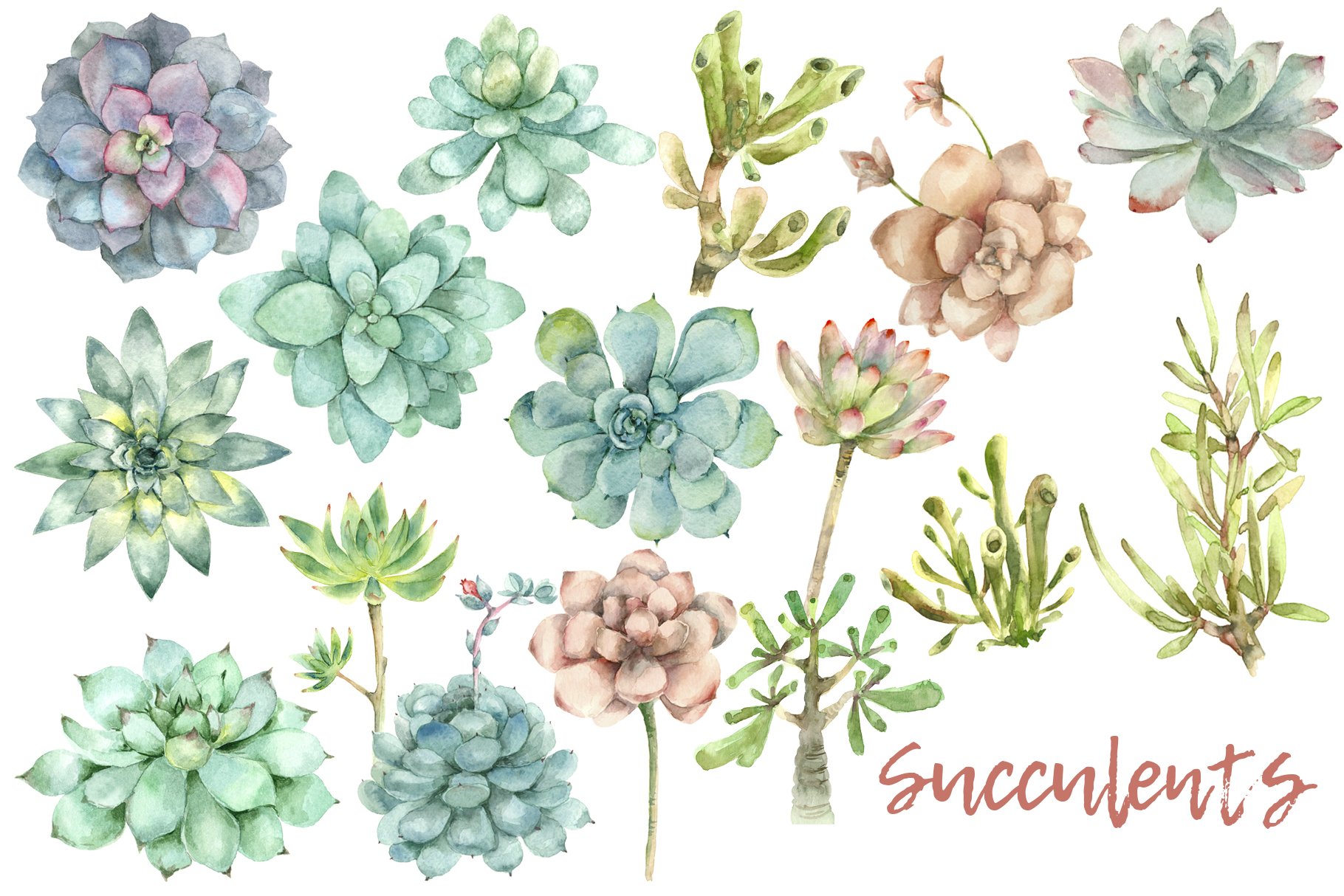 Succulent Watercolor Collection (429649) | Illustrations | Design Bundles