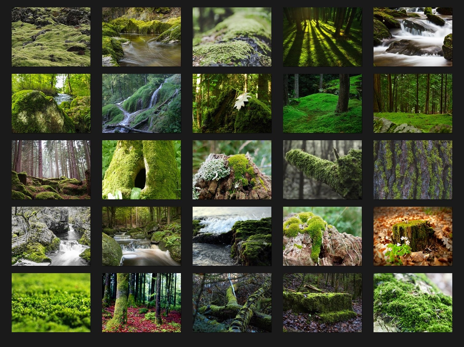 200 MOSS DIGITAL PHOTOSHOP OVERLAYS, BACKDROPS, BACKGROUNDS (531015 ...