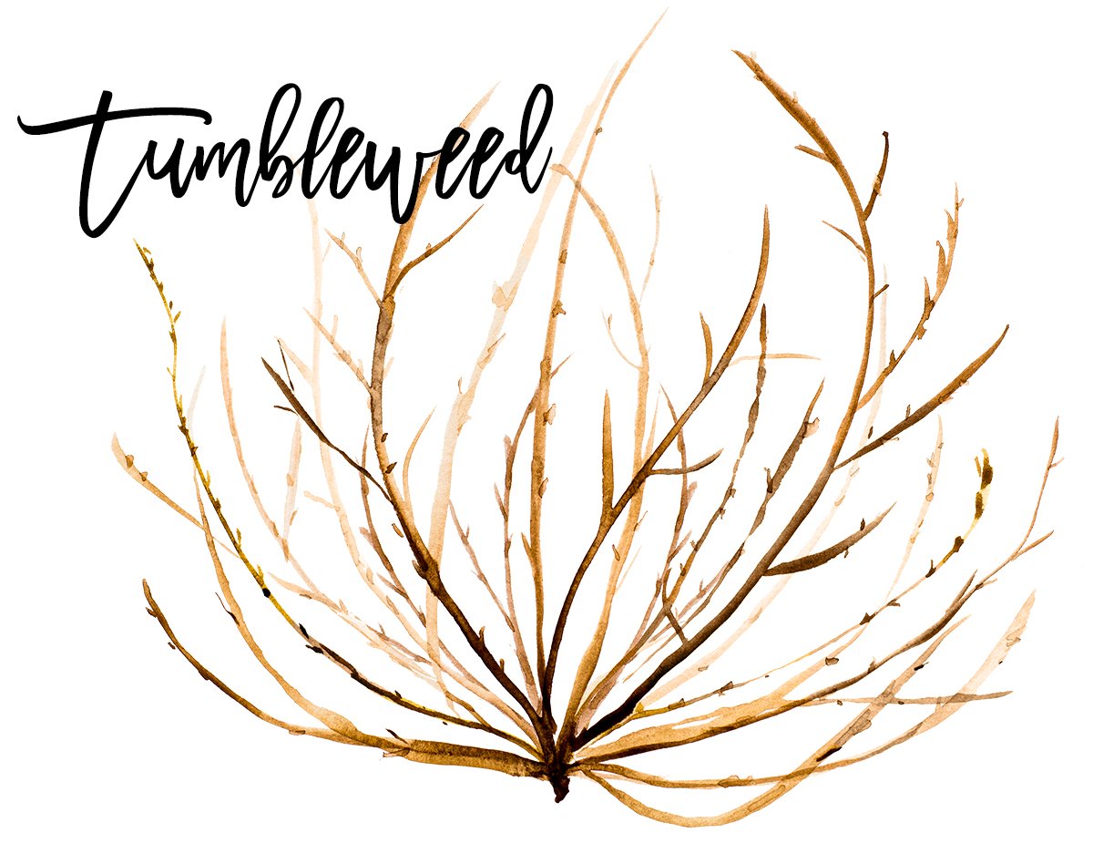 Twigs & Tumbleweeds 8 piece clip art Set natural watercolor (93554 ...