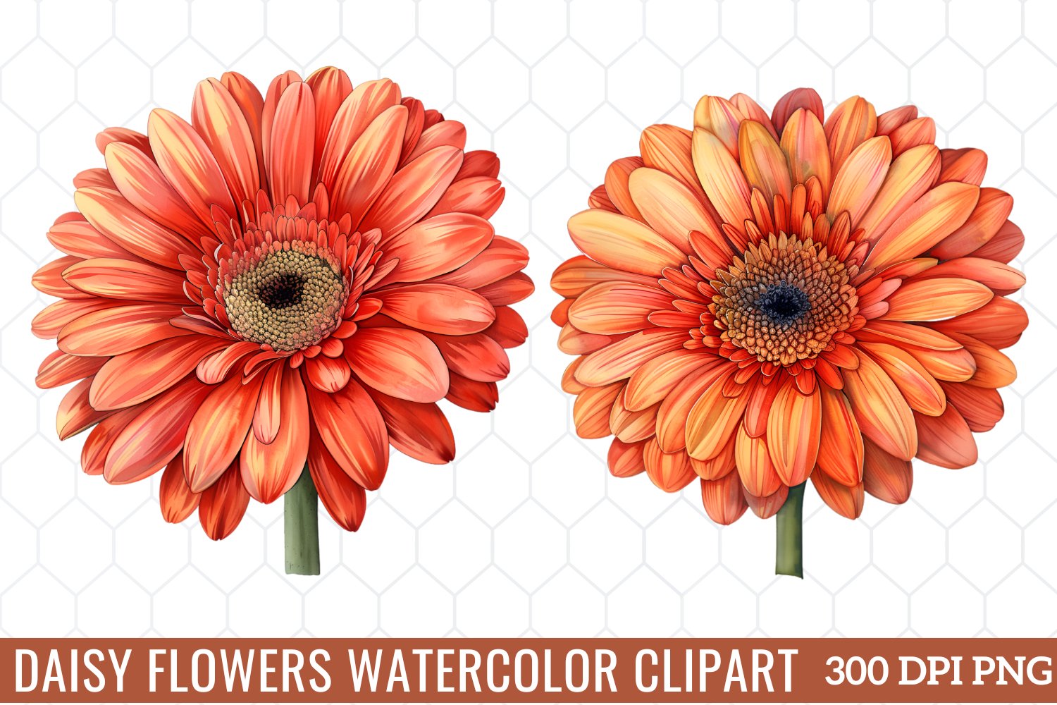 Orange Daisy Clipart