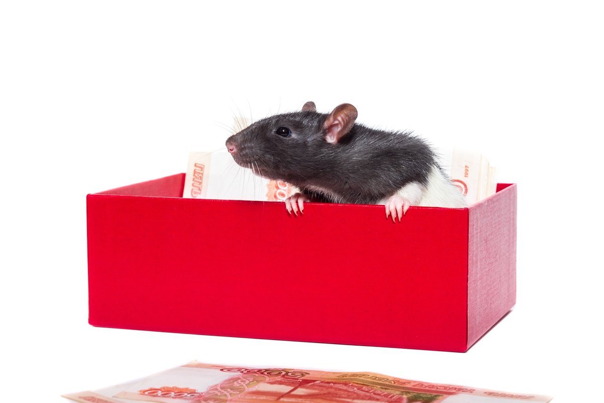 Rat with money (677916) | Animals | Design Bundles