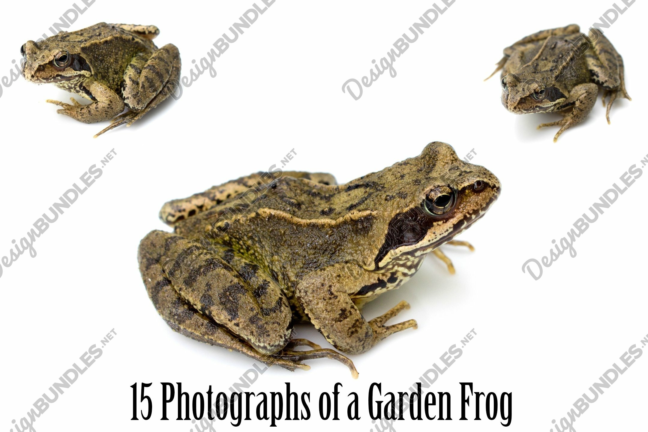 Common Garden Frog 15 Photographs in Different Angles JPG